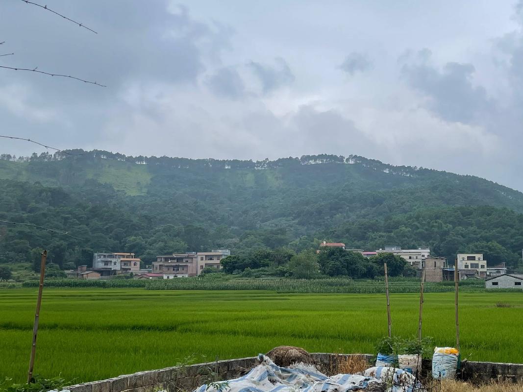 贵港桂平市石龙镇福平村500亩林地承包经营权流转项目 农村产权交易服务平台